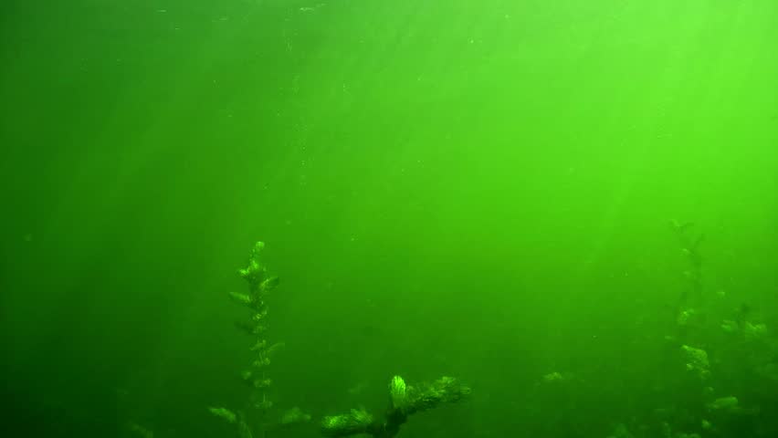 Underwater Vegetation, Plants , Green Stock Footage Video (100% Royalty ...
