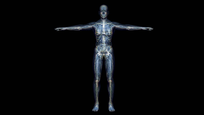 Stock video of male x-ray scan of rotating body. | 5945537 | Shutterstock
