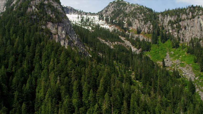 Winter Pine Forest in British Columbia, Canada image - Free stock photo ...