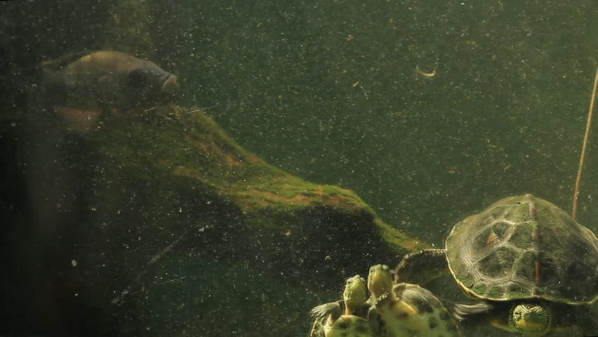 Injured Manatee With Visible Deep Propeller Cut Marks On Its Back Stock ...