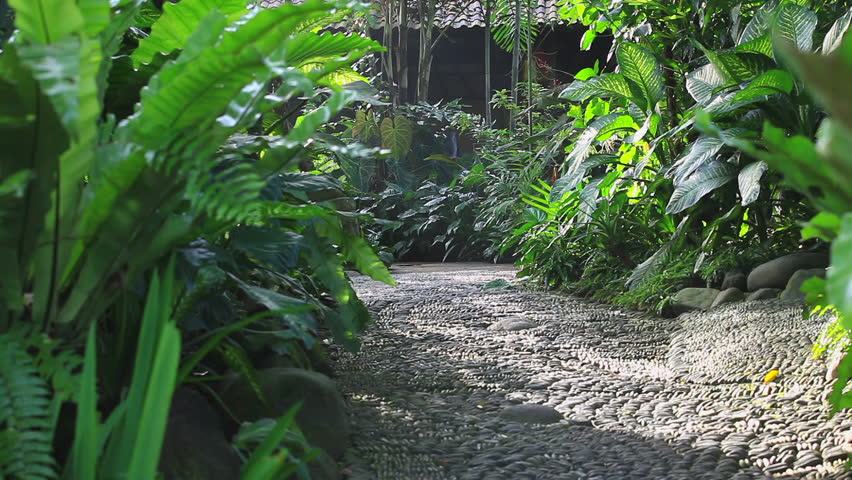 Stock video of jungle park with walking path, bali, | 6057827 ...