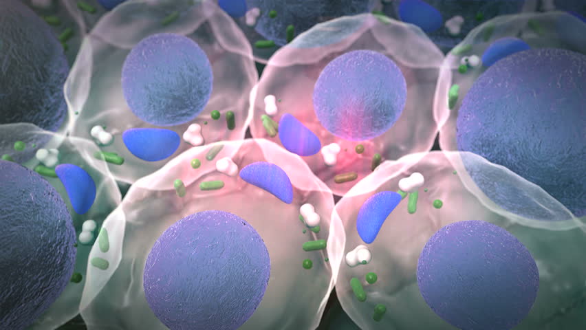 Fat Cell, Cell Structure, Field Stock Footage Video (100% Royalty-free ...