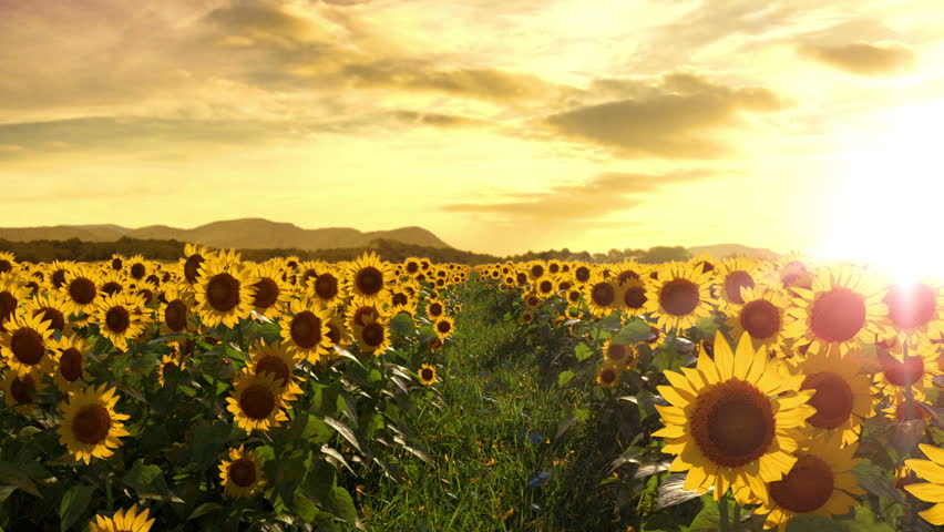 Stock video of walking thru a sunflower field on | 6203627 | Shutterstock