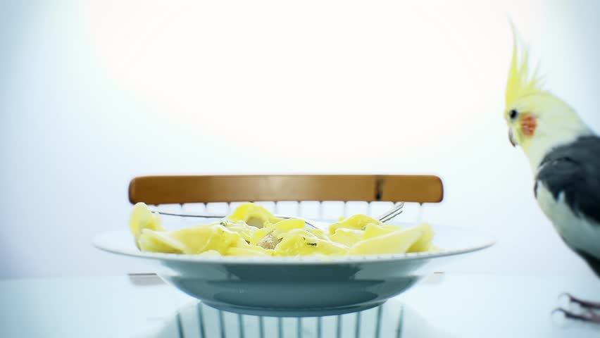 Bird Stealing Food And Gets Frightened In Slow Motion Stock Footage ...