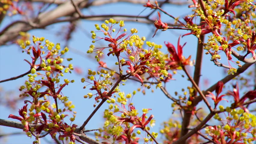 Maple Blossom with Red New Stock Footage Video (100% Royalty-free ...