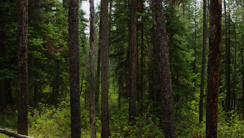 Panning Medium Shot of Trees Stock Footage Video (100% Royalty-free ...