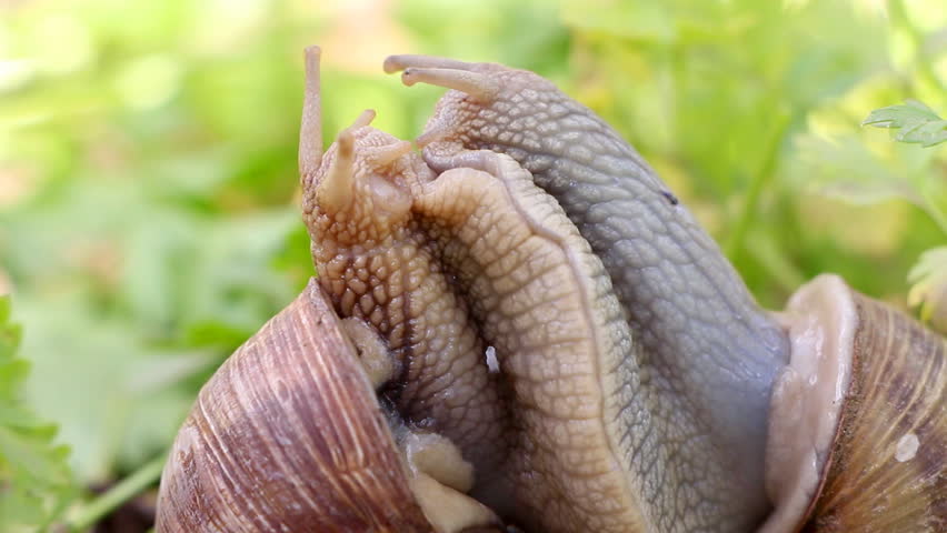Snail Couple. Snail Lovers. Snail Stock Footage Video (100% Royalty ...