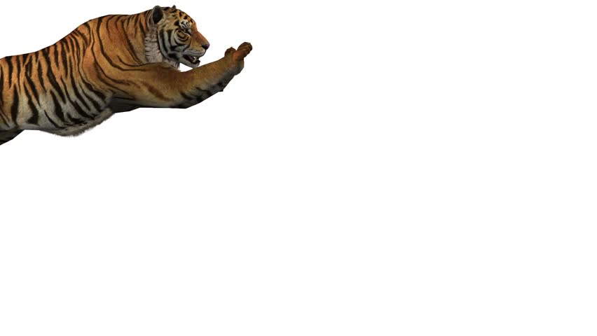 Tiger Jumped To Attack Prey,wildlife Animals Habitat. Cg_02044 Stock ...