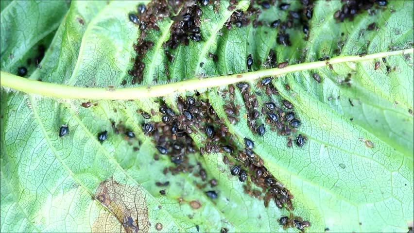 Aphids (plant Lice) On a Stock Footage Video (100% Royalty-free ...