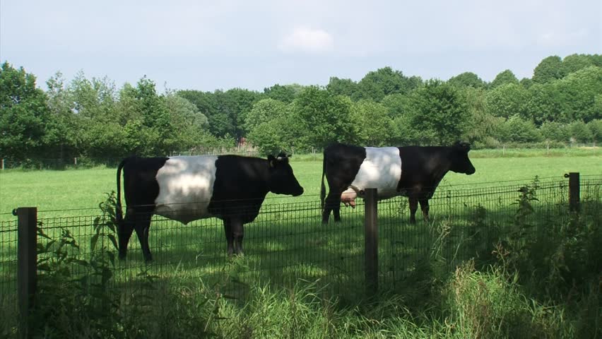 Stock video of dutch belted cattle, lakenvelder in pasture. | 6538337 ...