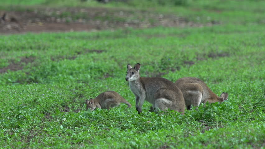 Group Of Wallabies On A Grass Field With A Wallaby Jumping To An Other ...