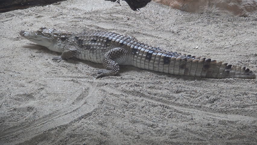 Crocodile Moving On Sand, Reptile Stock Footage Video (100% Royalty ...