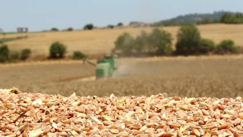 MOREE, AUSTRALIA - APR 24 2013: A Cotton Harvester At Work Taking Off ...