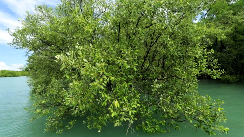 Forests Of Mangrove Trees Timber Used For Variety Of Purposes Boats ...