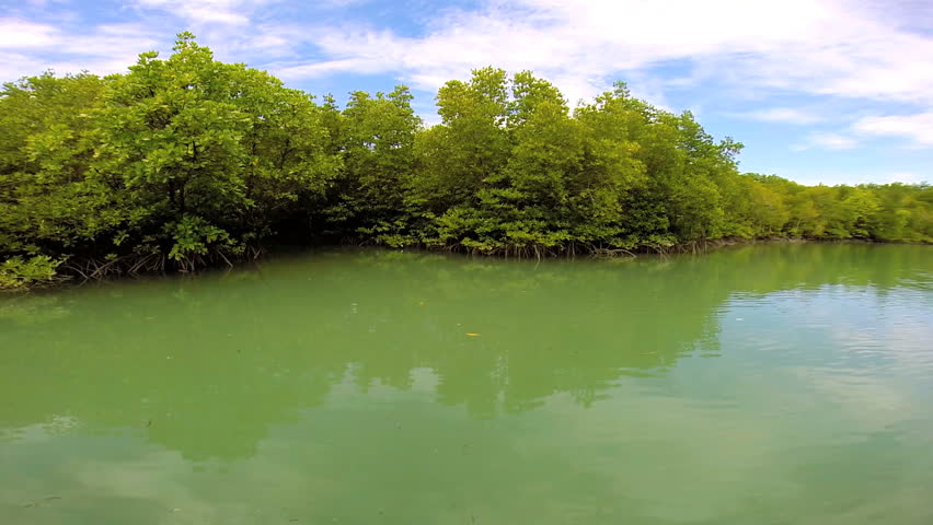 Forests of Mangrove Trees Timber Stock Footage Video (100% Royalty-free ...