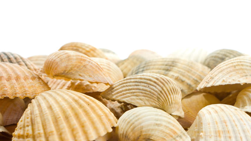 Sea Shells Background 4k Stock Footage Video (100% Royalty-free ...