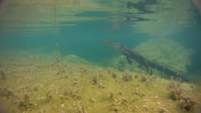 An Alligator Swims Underwater. Stock Footage Video (100% Royalty-free ...