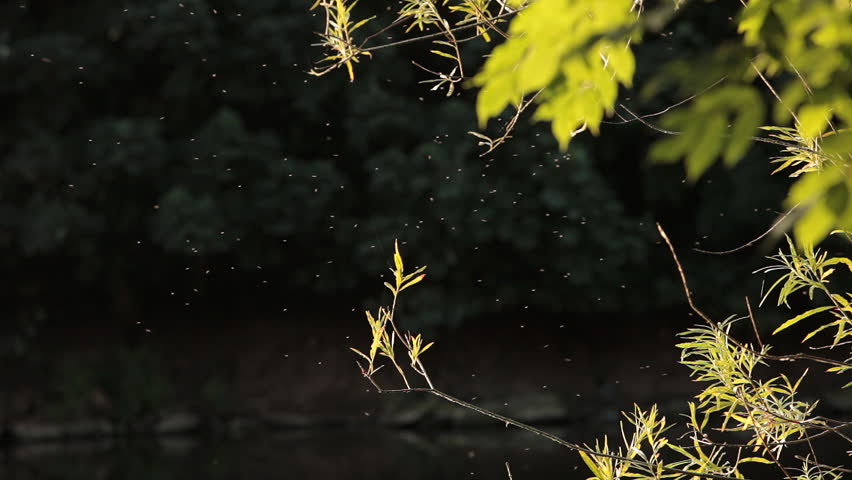 Swarm of Small Flies Backlit Stock Footage Video (100% Royalty-free ...