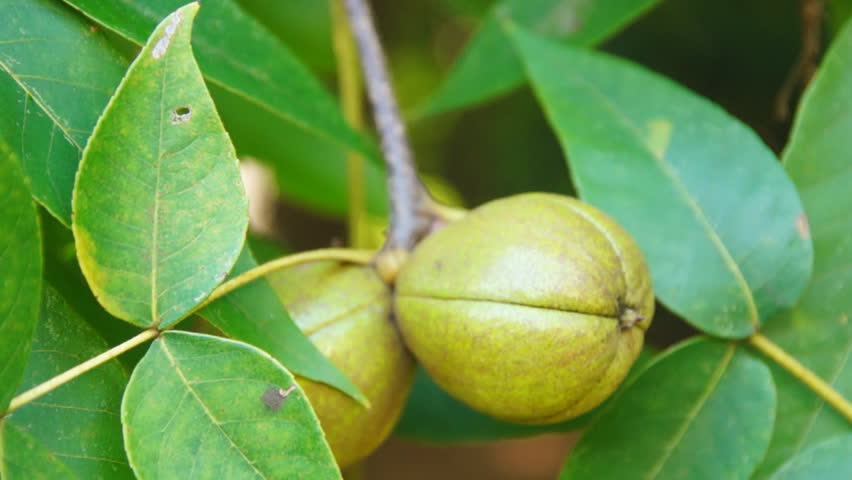 Hickory Tree Leaves And Nuts During Late Summer In Georgia. Popular ...
