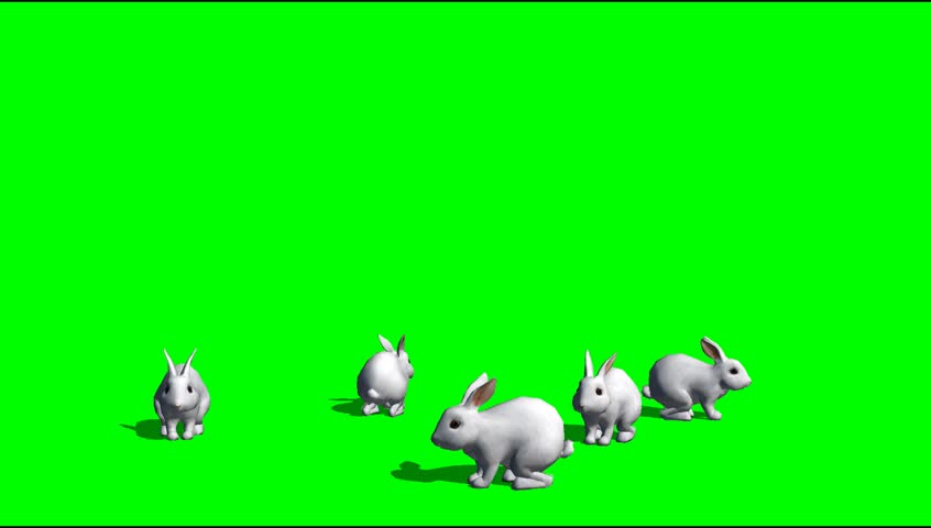 White Rabbits On Green Screen Stock Footage Video (100% Royalty-free ...