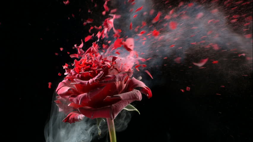 Red Rose Frozen In Liquid Nitrogen Explodes In Slow Motion. Shot At ...