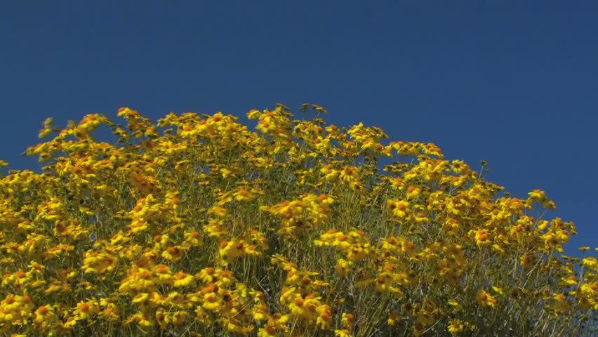 Chrysothamnus (common Name Rabbitbrush And Chamisa) Are Shrubs In The ...