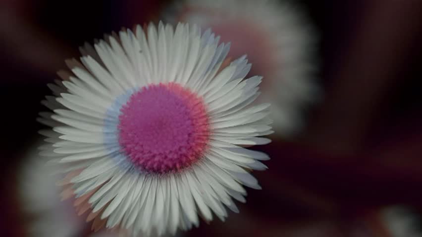Daisy Flower- Presentation in Short Stock Footage Video (100% Royalty ...