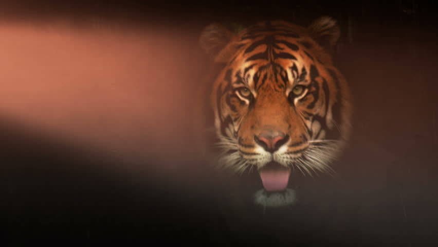 Tiger Waiting in the Shadows Stock Footage Video (100% Royalty-free ...