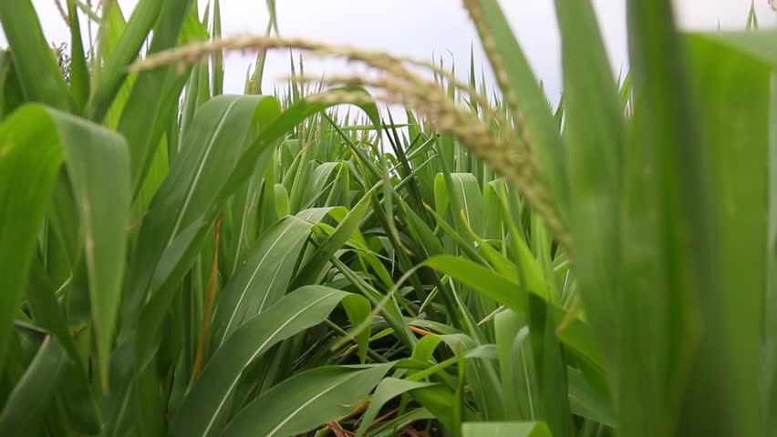 Wide Green Corn Stalk Leaves Stock Footage Video (100% Royalty-free ...