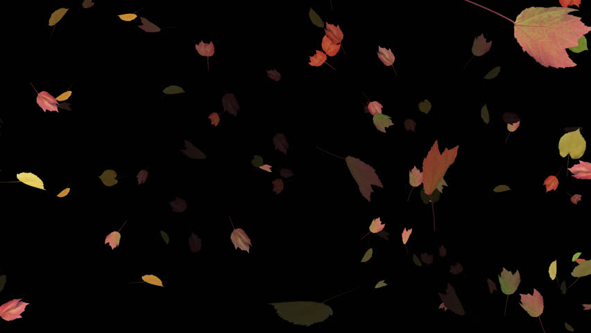 Leaf Overlay Stock Footage Video | Shutterstock