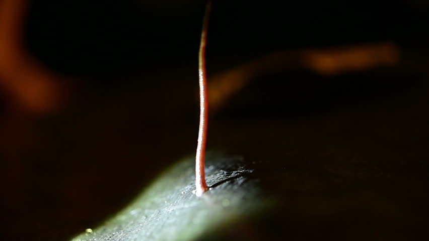 Close up of Leech Moving Stock Footage Video (100% Royalty-free ...