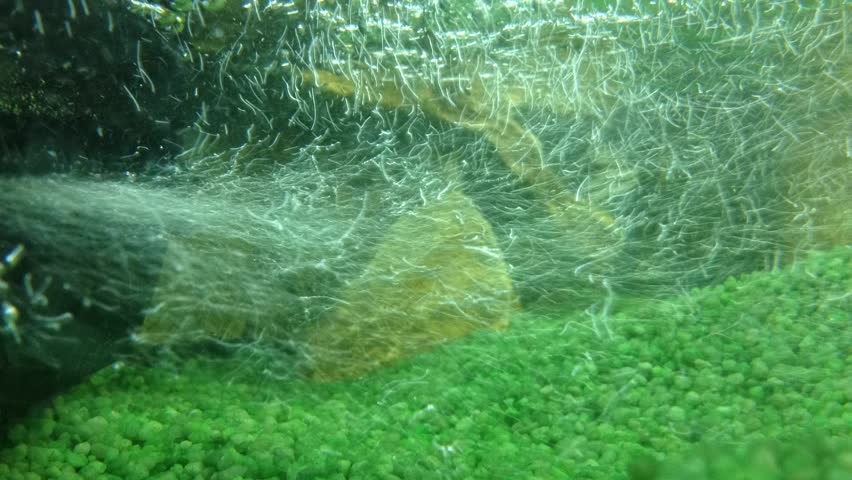 Nanobacterium Motion Inside The Petal Cells Of Dandelion (Taraxacum ...