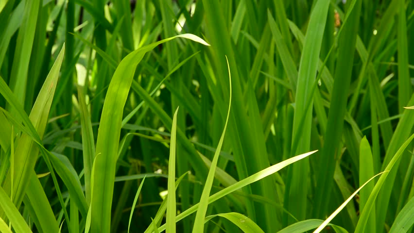 Pandan Leaf Stock Footage Video (100% Royalty-free) 7648717 | Shutterstock