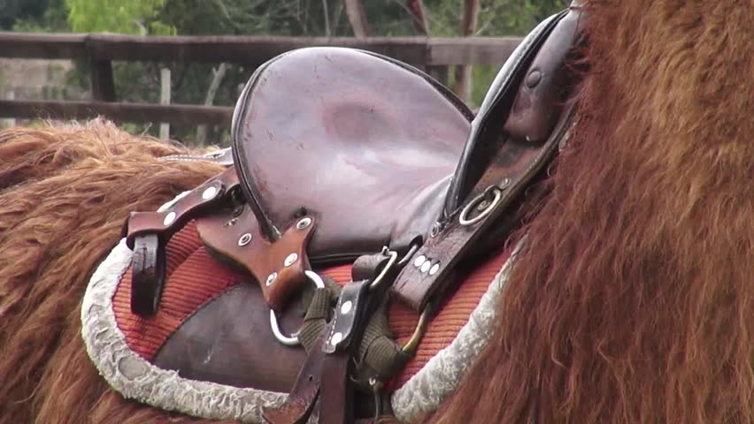 Stock video of alpaca saddle | 7679617 | Shutterstock