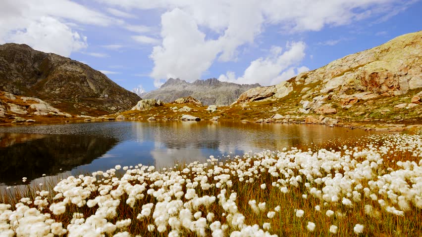 Mountainside landscape with flowers image - Free stock photo - Public ...