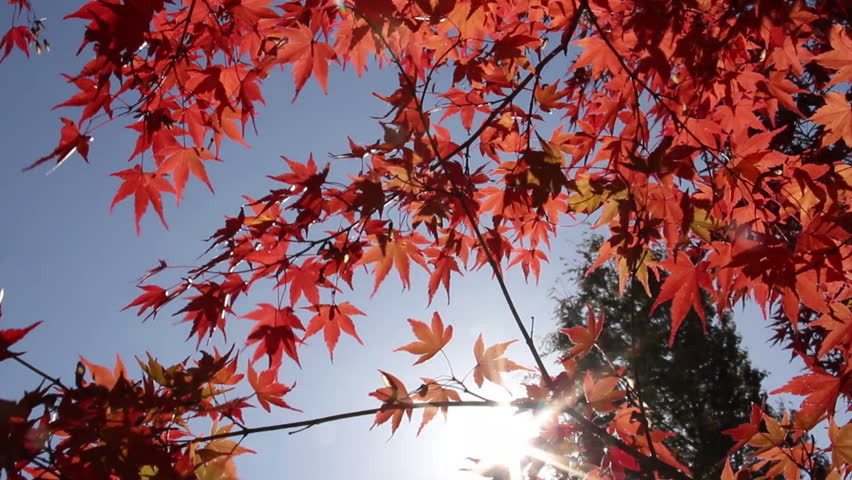 Backlit Branch of Rustling Autumn Stock Footage Video (100% Royalty ...
