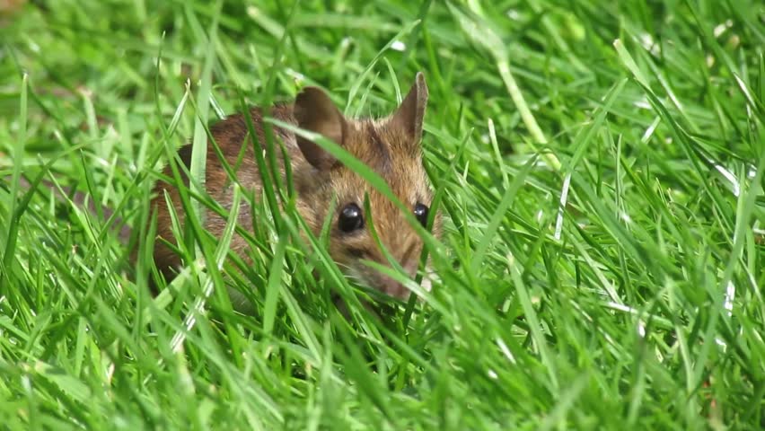 Little Wild Rabbit Eating Grass In Its Natural Habitat In The Forest ...