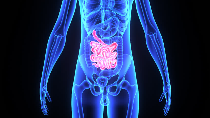 Small Intestine Stock Footage Video (100% Royalty-free) 7877227 ...