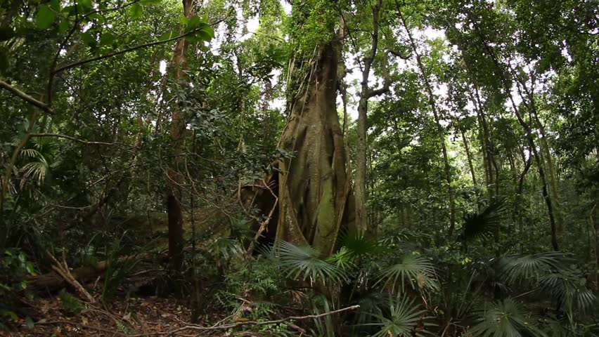 Fig Tree - Temperate Rainforest Australian Landscape The Eastern ...