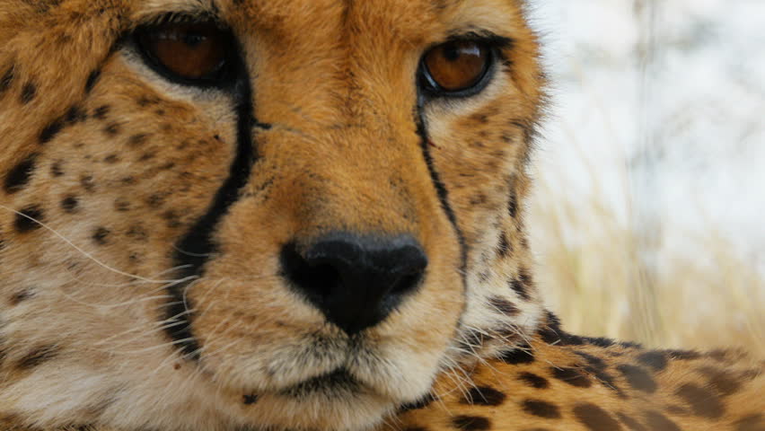 Portrait of Cheetah in the Stock Footage Video (100% Royalty-free ...