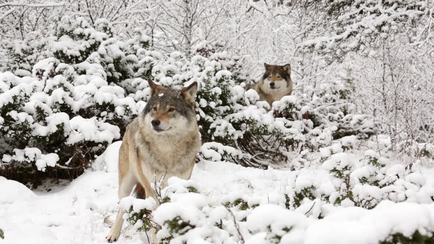 Eurasian Wolf In Winter Scenery. Wolf Pack Backing Alerted Stock ...