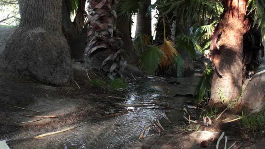 Stock video of warm spring water runs through palm | 823717 | Shutterstock