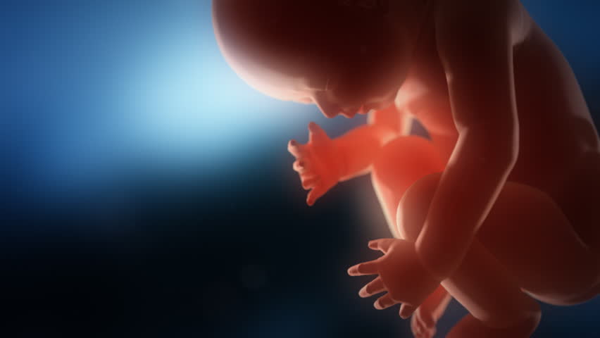 Embryo Timelapse Of Child Born. Stock Footage Video 14812708 | Shutterstock