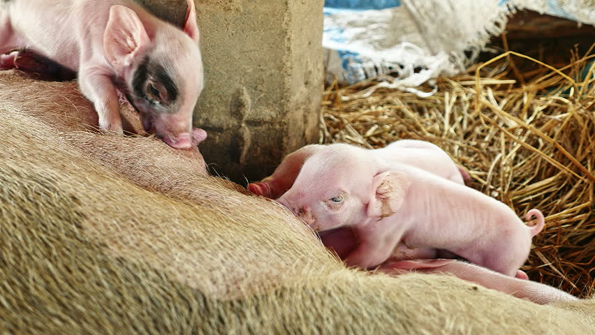 Newborn Piglets Fighting To Suckle The Sow's Teats And Get Milk Stock ...