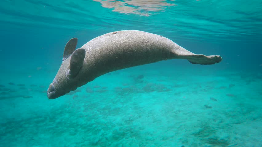 Injured Manatee With Visible Deep Propeller Cut Marks On Its Back Stock ...