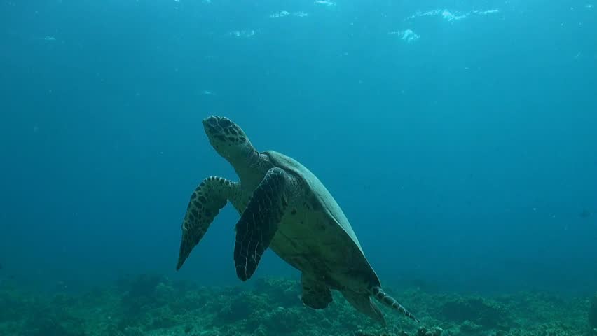 Saltwater Game Fish Underwater