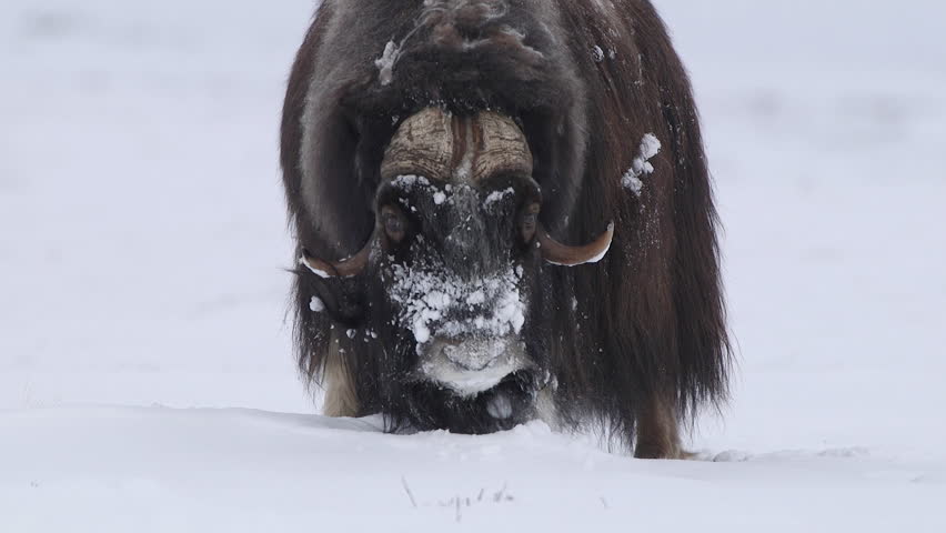 Musk Ox Bull Shaking its Stock Footage Video (100% Royalty-free ...