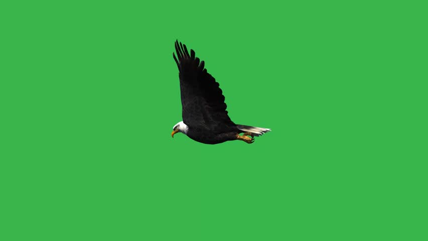 Eagle Flying - Green Screen Stock Footage Video (100% Royalty-free ...