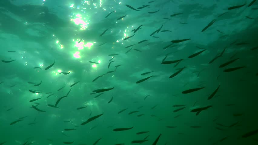 A Flock of Sea Fish Stock Footage Video (100% Royalty-free) 8752507 ...