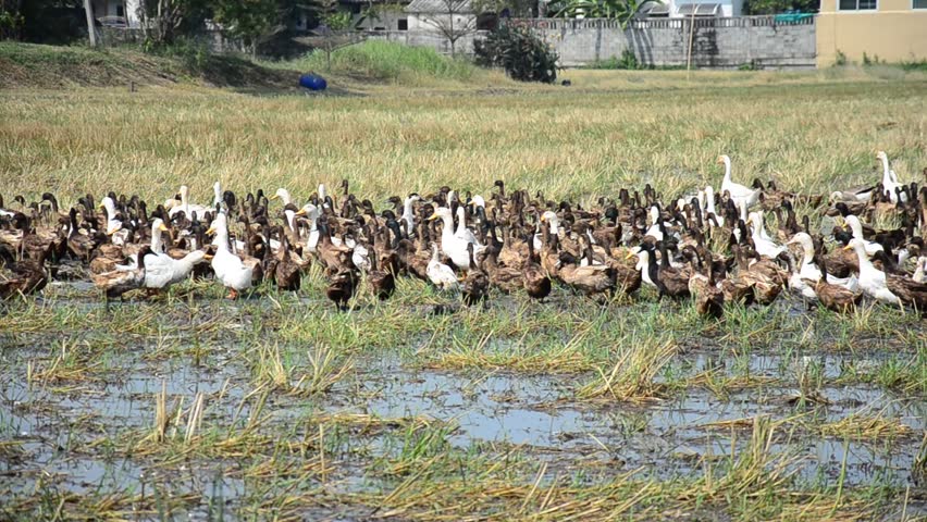 Duck Chase Field Mob in Stock Footage Video (100% Royalty-free) 8810827 ...